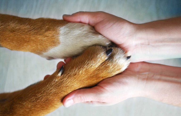 Vet Planet - Klinika i veterinarska ambulanta | Beograd