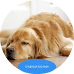 Epilepsija kod pasa - Simptomi, dijagnoza i lečenje | Vet Planet